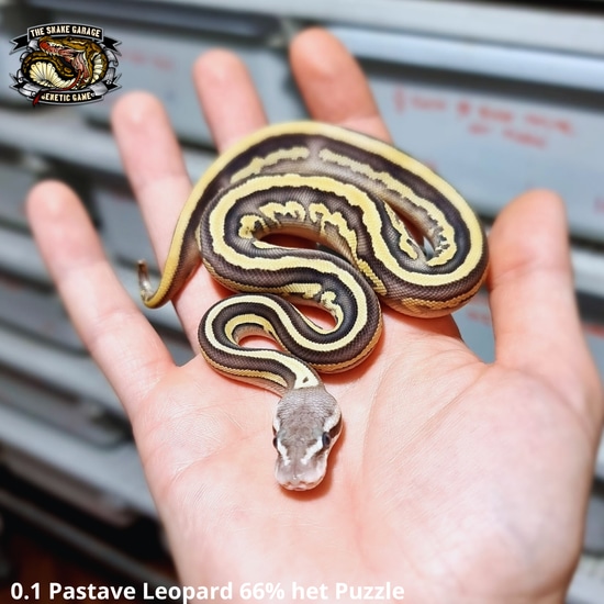 Pastave Leopard 66% Het Puzzle Ball Python by The-snakes Garage