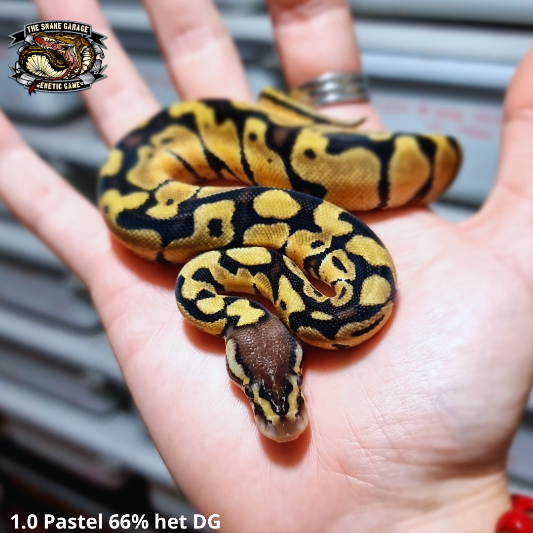 Pastel 66% Het DG Ball Python by The-snakes Garage - MorphMarket