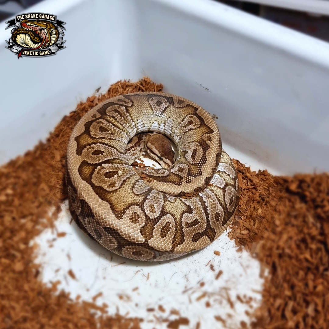 Ball Python Clutch: breeding-23-ZLHE by The-snakes Garage - MorphMarket