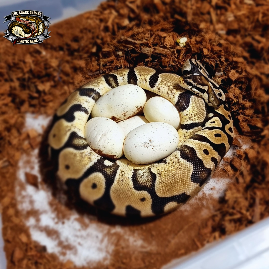 Ball Python Clutch: breeding-23-J3P9 by The-snakes Garage - MorphMarket