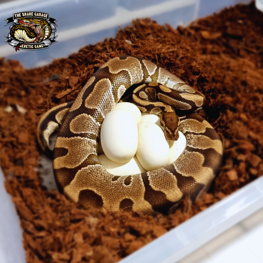 Ball Python Clutch: breeding-23-4TJ7 by The-snakes Garage - MorphMarket