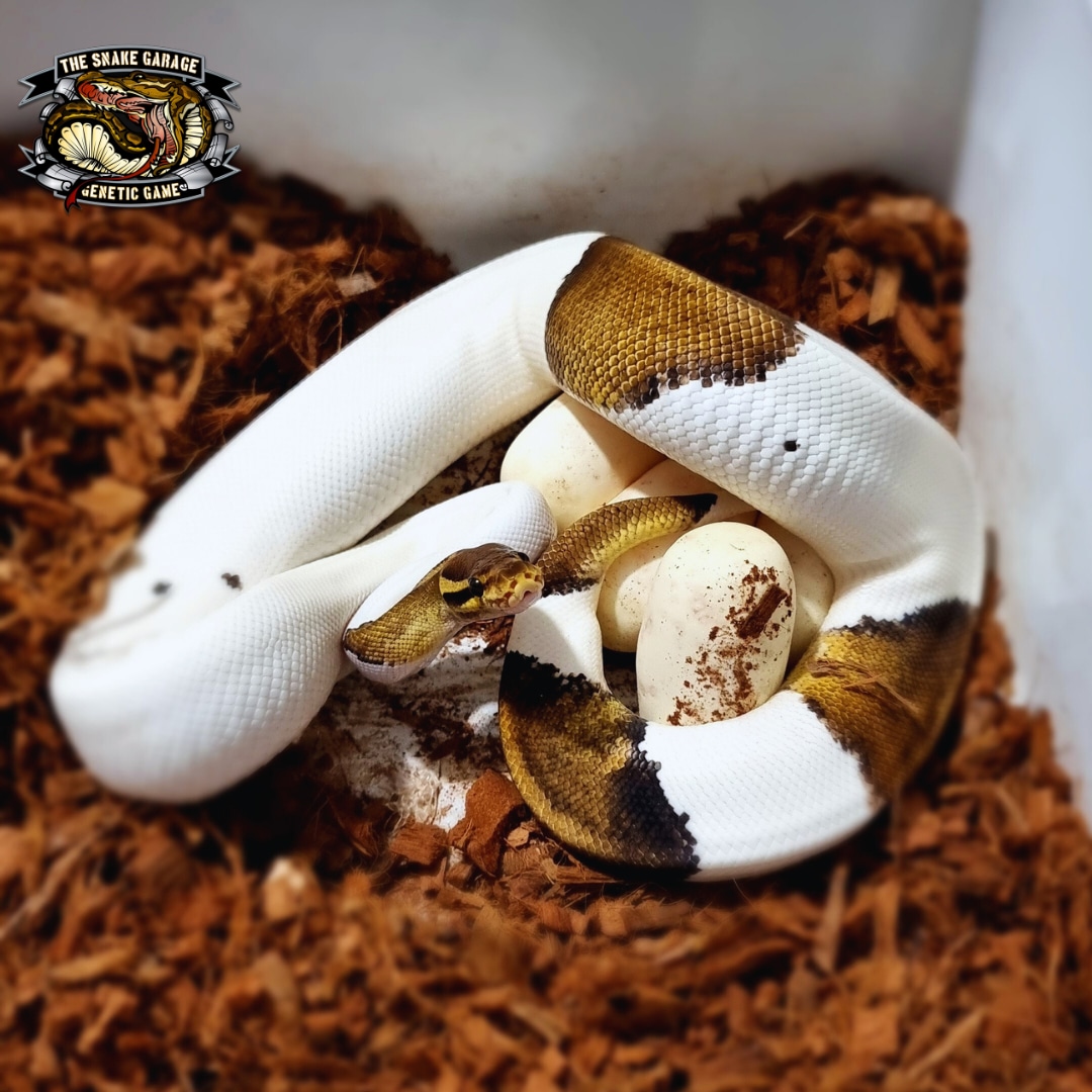 Ball Python Clutch: breeding-23-Q2Z2 by The-snakes Garage - MorphMarket