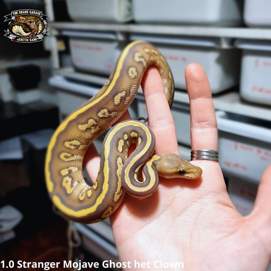 Stranger Mojave Ghost Het Clown Ball Python by The-snakes Garage