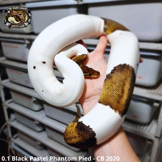 Black Pastel Phantom Pied Ball Python by The-snakes Garage