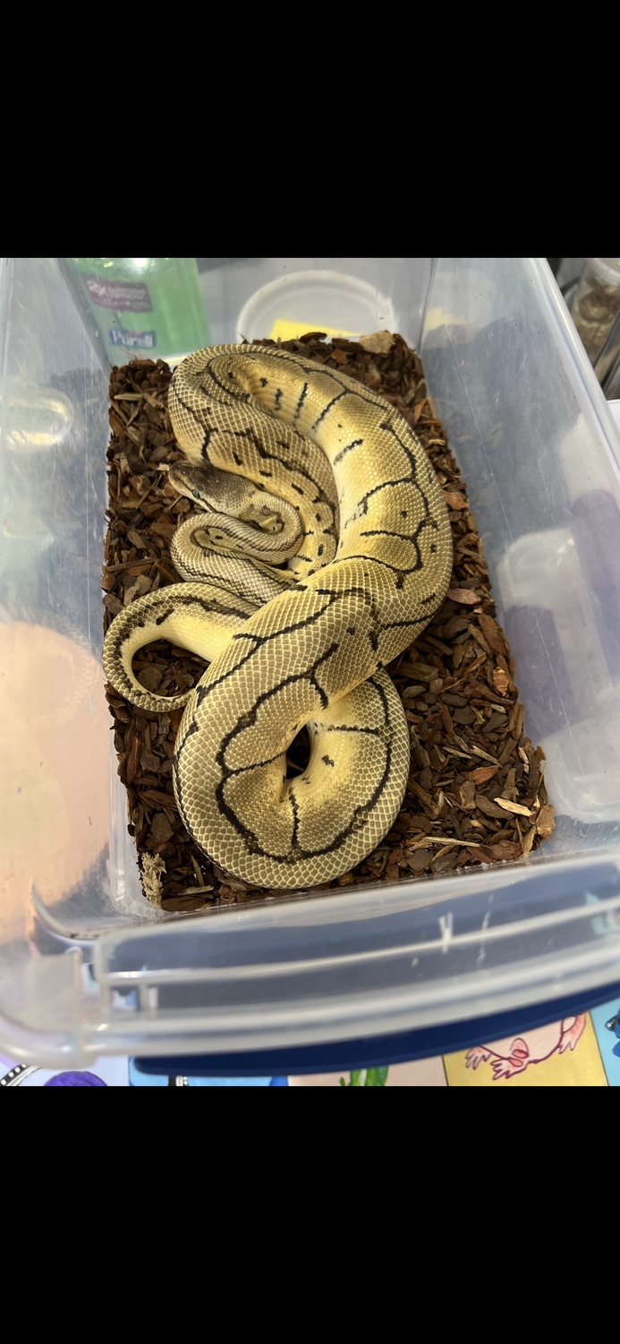 Lemon Blast Ball Python by Snakes in the Boot - MorphMarket
