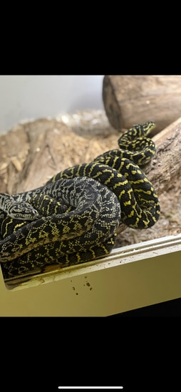 1.1 Jungle Zebra Pair Jungle Carpet Python by Snakes in the Boot