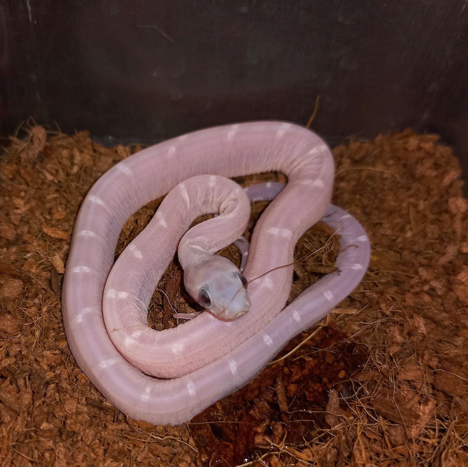 Scaleless Ghost Sunkissed Poss Motley Amel Corn Snake by Snakes Morphs Lab - MorphMarket