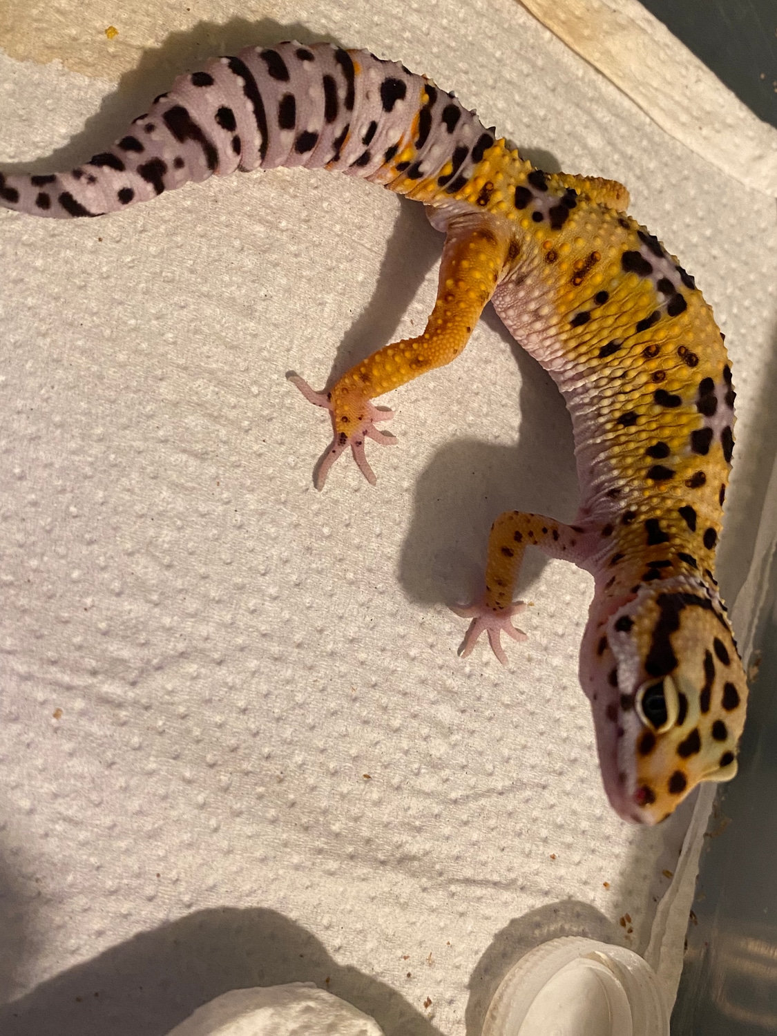 Giant Pos Super Giant Pos W&Y Emerine Tangerine Het Raptor Leopard ...