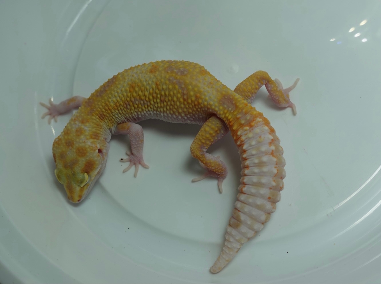 Giant/ Super Giant Mack Snow Raptor W/ Minor Tail Kink Leopard Gecko by ...