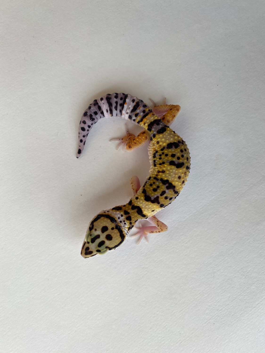 Bold Leopard Gecko by Planet Of The Snakes And Lizards - MorphMarket