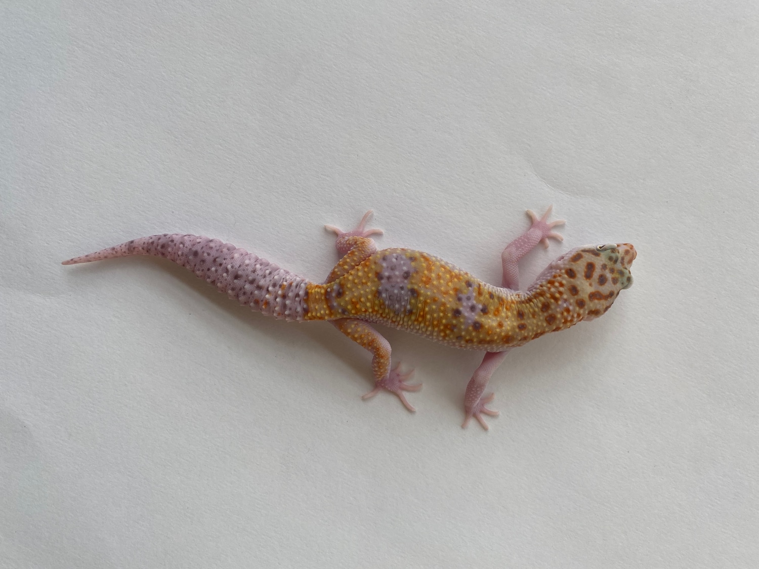 Super Giant Eclipse Blood Emerine Het Tremper Albino Leopard Gecko by ...