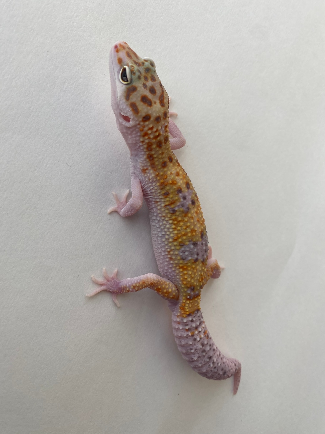 Super Giant Eclipse Blood Emerine Het Tremper Albino Leopard Gecko by ...