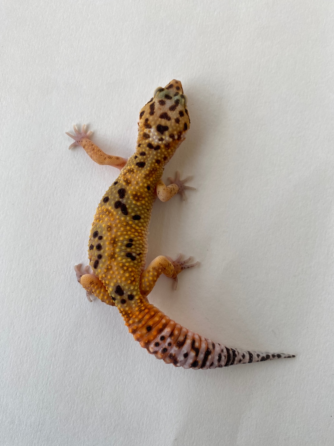 Giant Blood Emerine Het Tremper Albino Leopard Gecko by Planet Of The ...