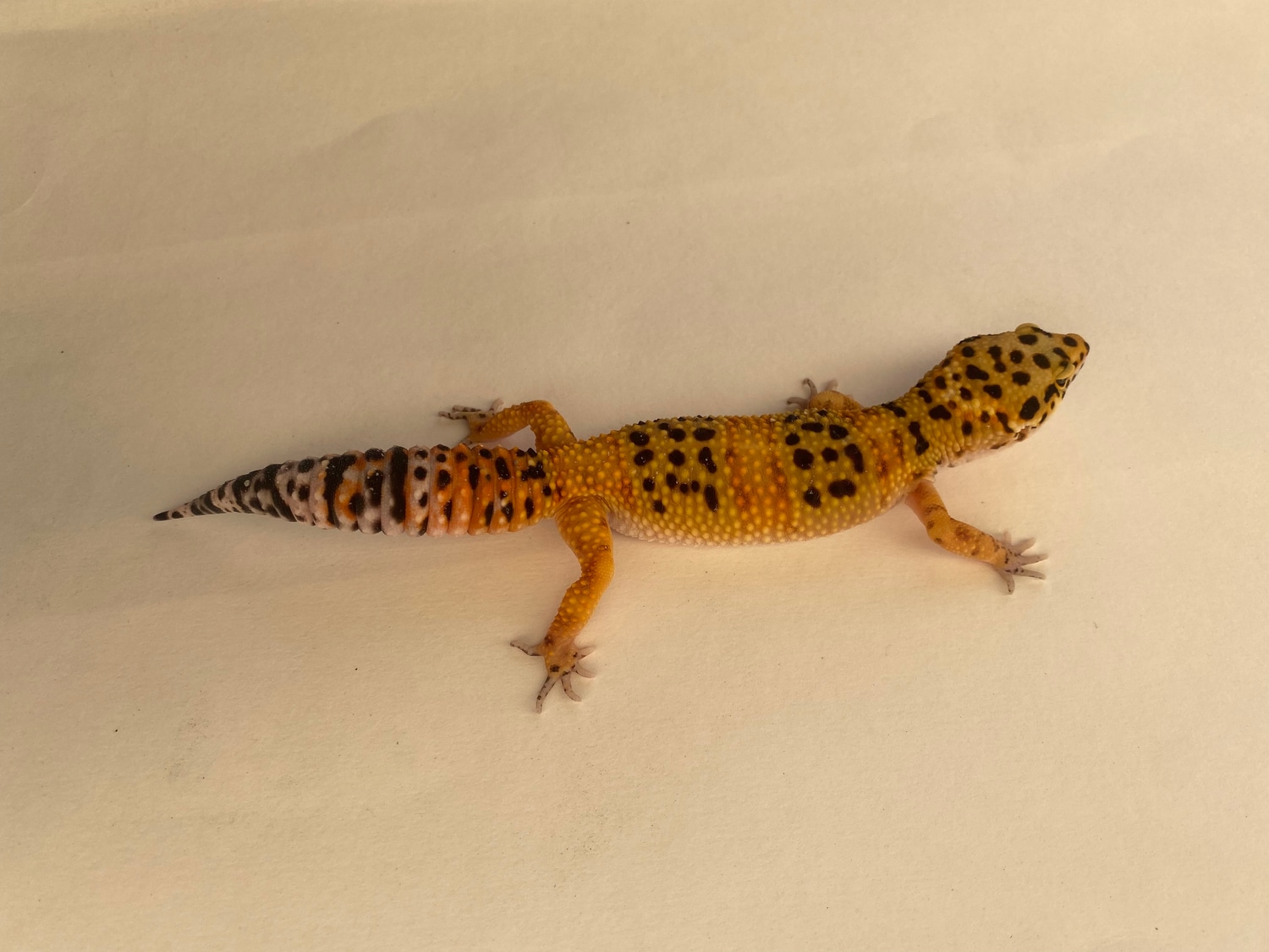 Blood Emerine Giant Het Tremper Albino Leopard Gecko by Planet Of The ...
