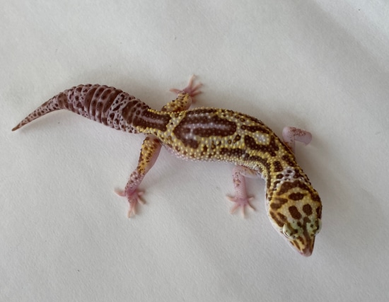 Giant Possible Super Giant Mack Snow Raptor Partial Reverse Stripe ...