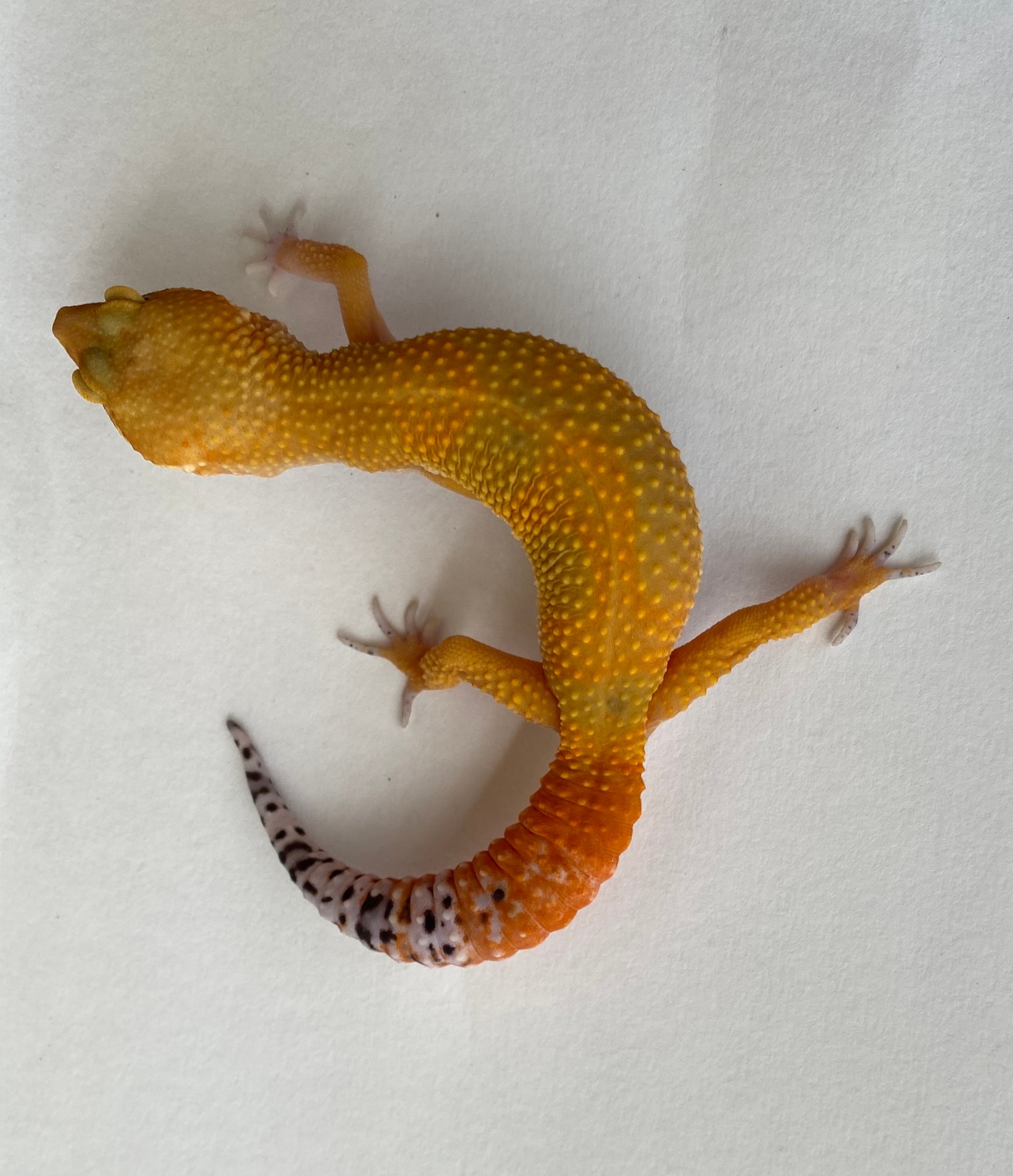 Giant Blood Emerine Het Tremper Albino Leopard Gecko by Planet Of The ...