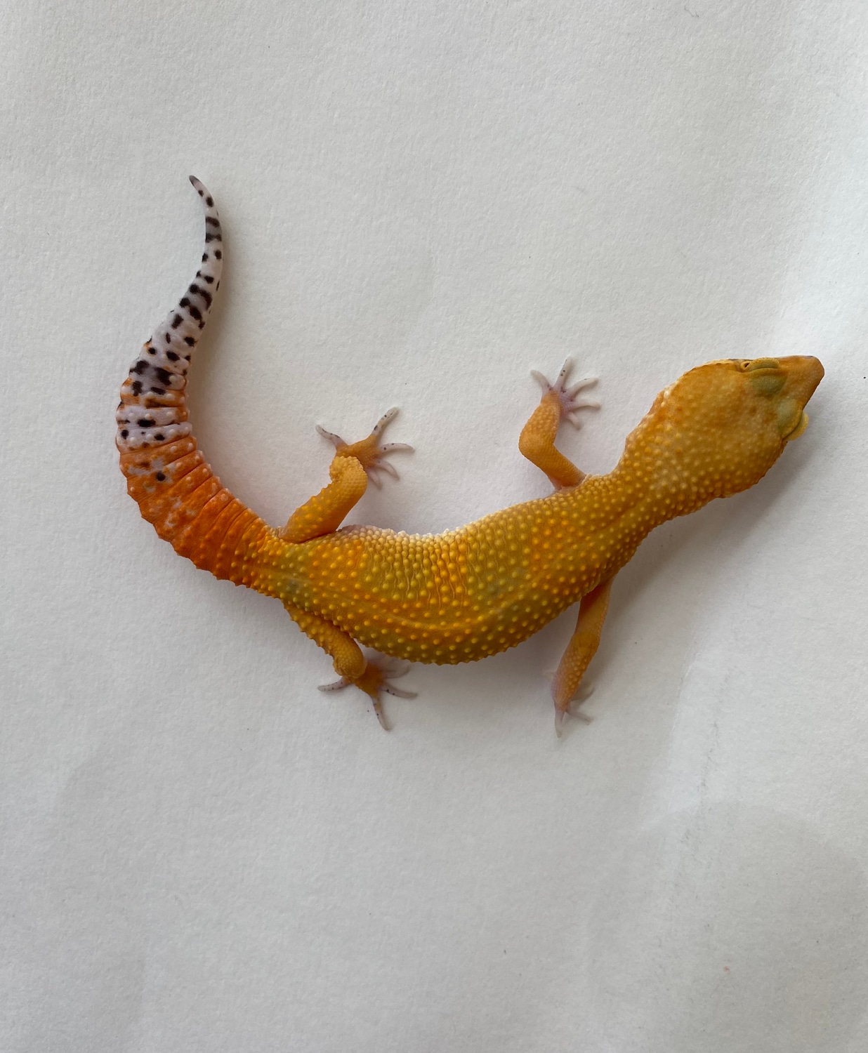 Giant Blood Emerine Het Tremper Albino Leopard Gecko by Planet Of The ...