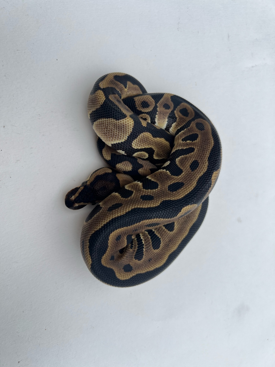 Leopard 66% Het Clown Ball Python by Planet Of The Snakes And Lizards ...
