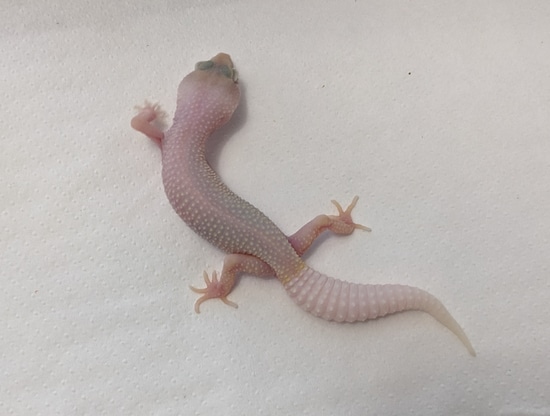 White Knight Leopard Gecko by Planet Of The Snakes And Lizards