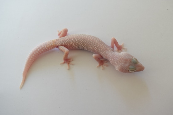 White Knight Leopard Gecko by Planet Of The Snakes And Lizards