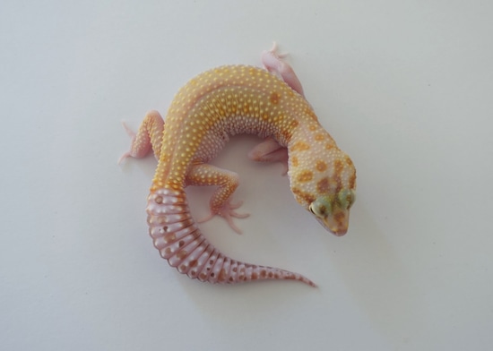 Giant Raptor Leopard Gecko by Planet Of The Snakes And Lizards