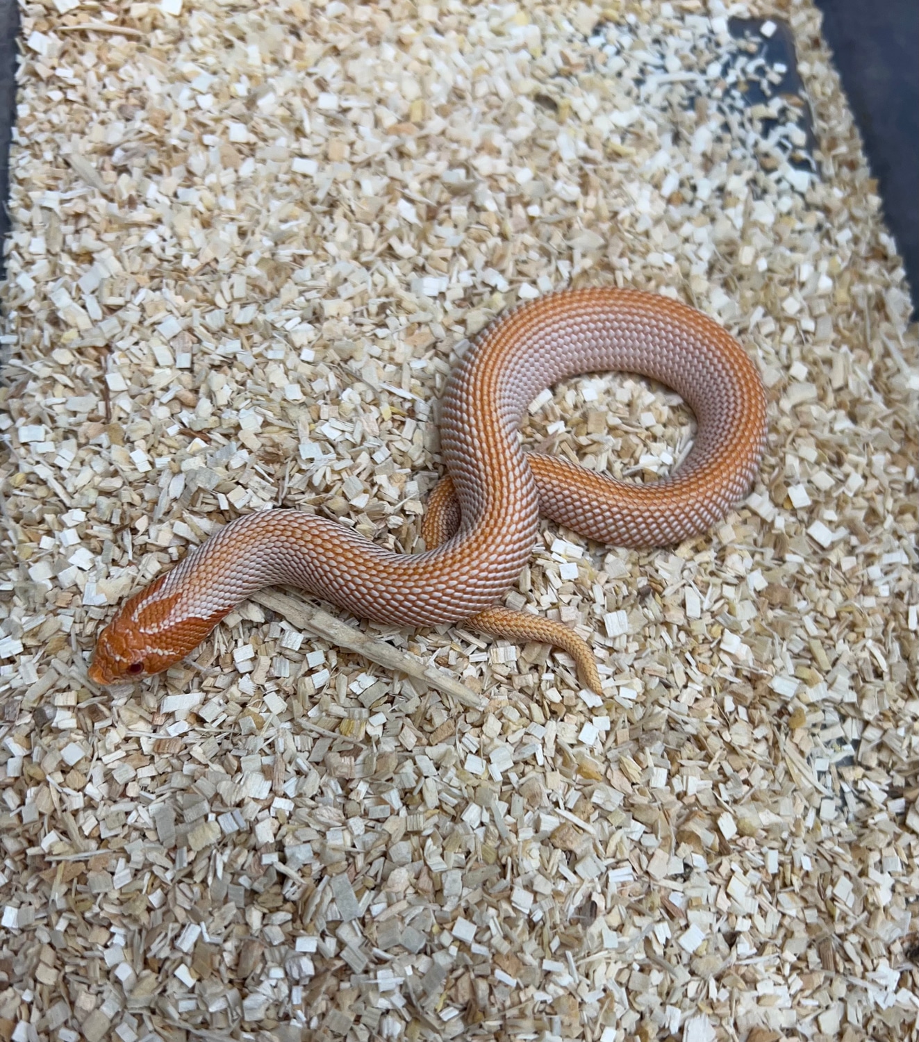 Albino Super Conda 66% Het Lavender Western Hognose by SuperNova ...