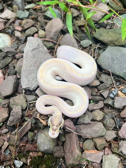 Black Head Ivory Ball Python by SuperNova Serpents