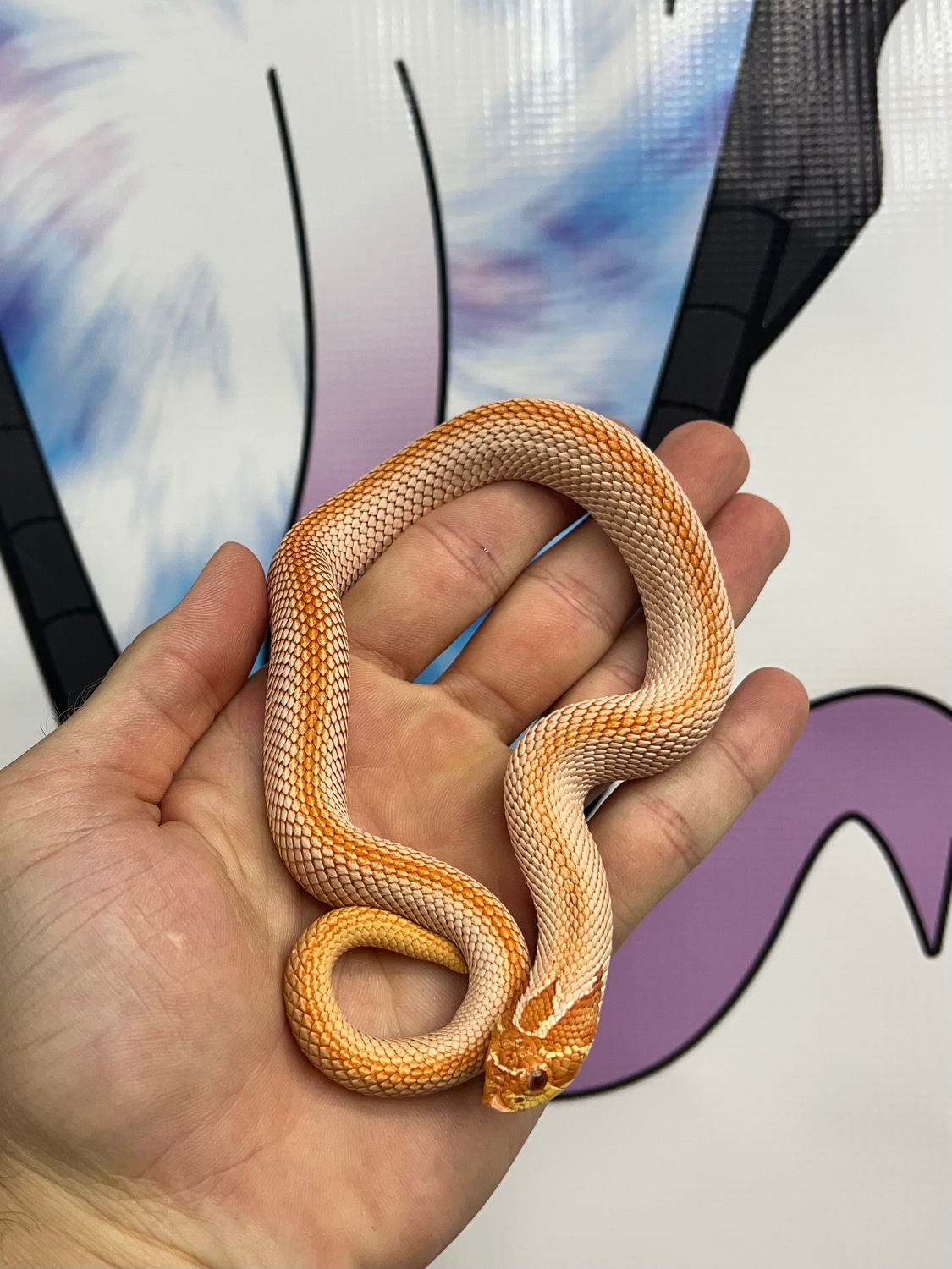 Albino SuperConda 66%het Lavender Western Hognose by SuperNova Serpents ...