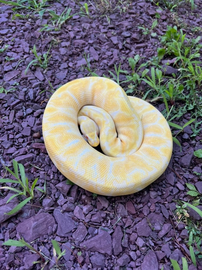 GHI Albino Ball Python by SuperNova Serpents