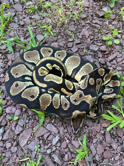 Orange Dream 66% Het Pied Ball Python by SuperNova Serpents