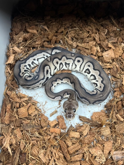 Black Pastel Axanthic Clown (Prob Blade) Ball Python by SuperNova Serpents