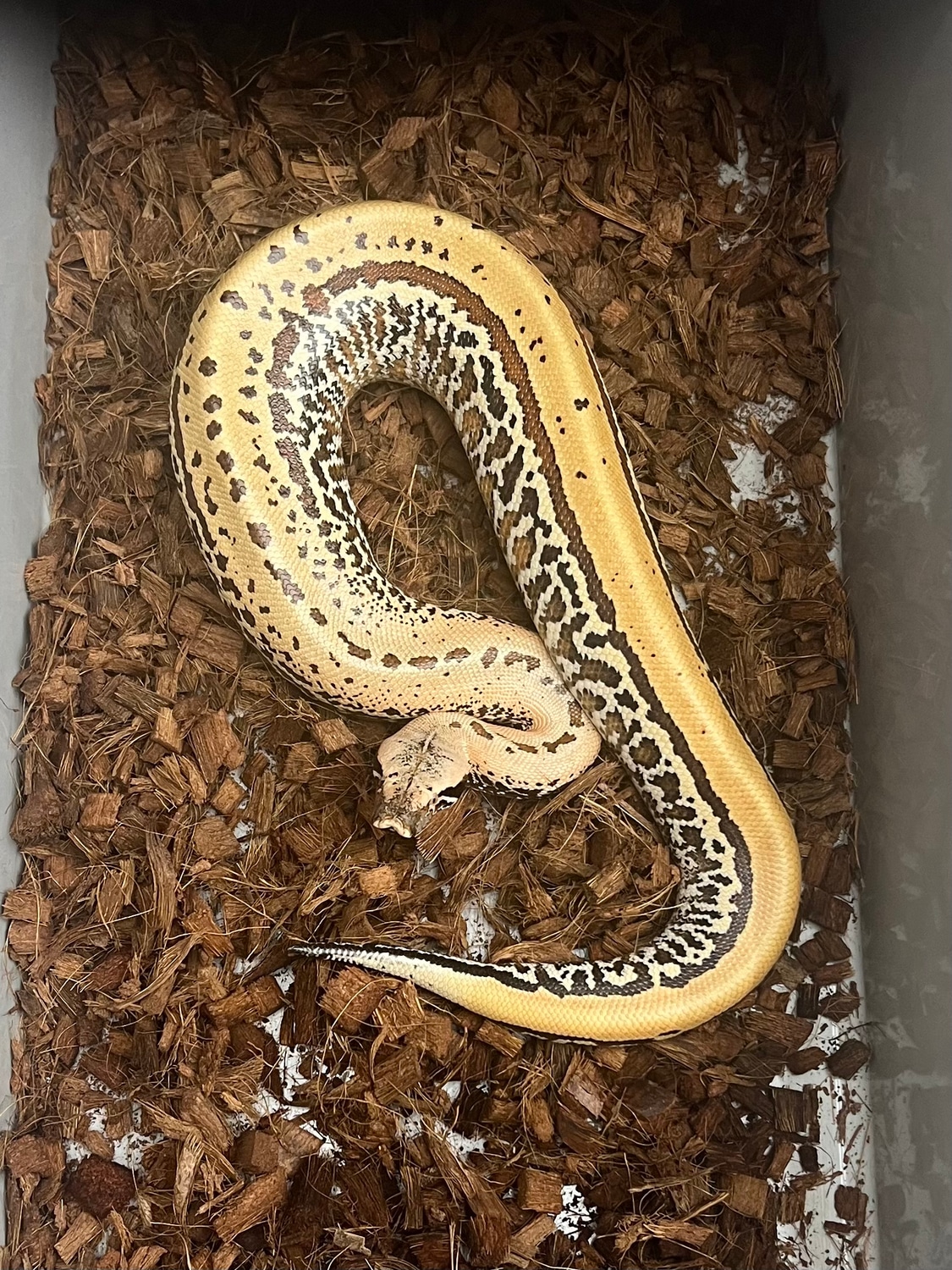 Pixel Het T+ Albino Blood Python by SuperNova Serpents - MorphMarket