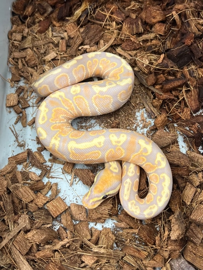 GHI Banana Het Albino Female Maker Ball Python by SuperNova Serpents