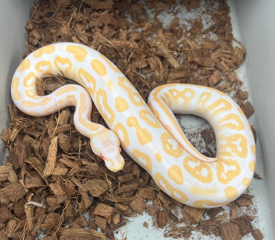 Black Pastel Albino Pos Banana Ball Python by SuperNova Serpents