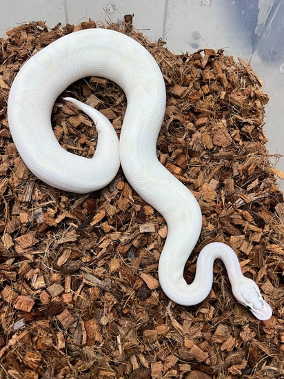 Pastel Black Head Ivory Ball Python by SuperNova Serpents