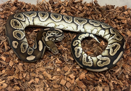 Black Pastel DH Axanthic Clown Ball Python by SuperNova Serpents