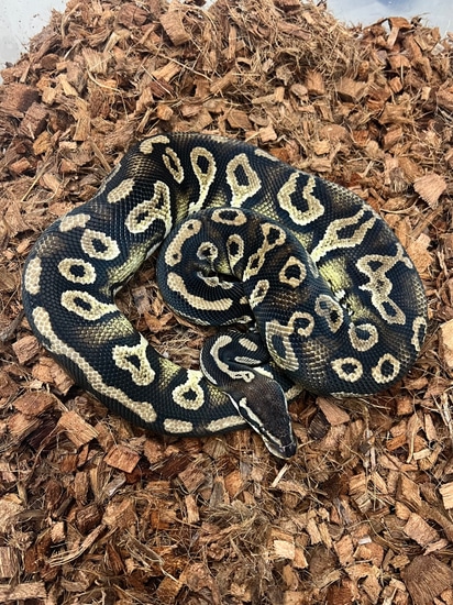 Pastel Black Head Yellow Belly Ball Python by SuperNova Serpents