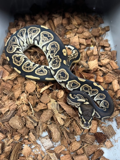 Black Pastel Double Het Axanthic Clown Ball Python by SuperNova Serpents