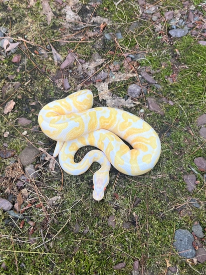 Pastel GHI Albino Ball Python by SuperNova Serpents