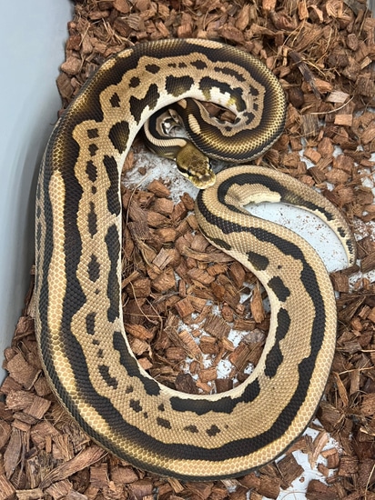 Black Pastel Leopard Orange Dream Ball Python by SuperNova Serpents