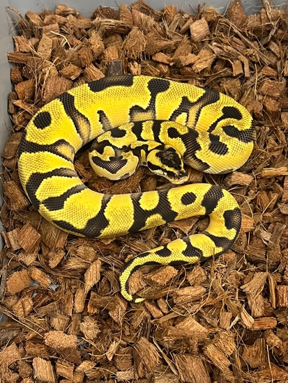 Acid Orange Dream Enchi Pastel Het Clown Ball Python by SuperNova Serpents