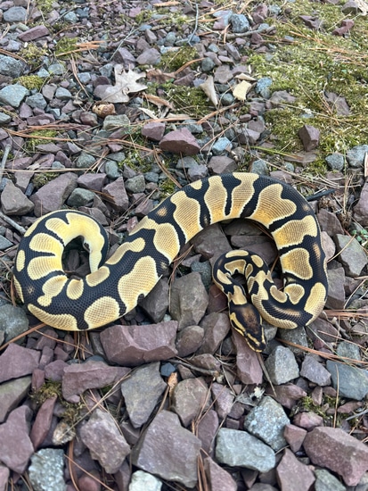Orange Dream Het Clown Ball Python by SuperNova Serpents