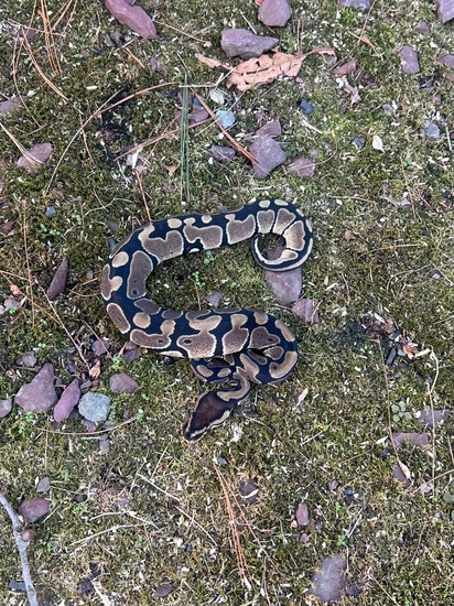 Blade Het Axanthic Het Clown Ball Python by SuperNova Serpents