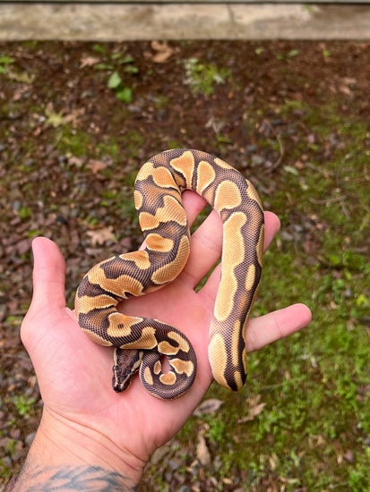 Black Pastel Enchi OD Het Clown Ball Python by SuperNova Serpents