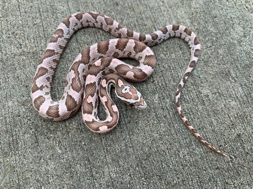Coral Ghost Corn Snake by Snakes at Sunset - MorphMarket