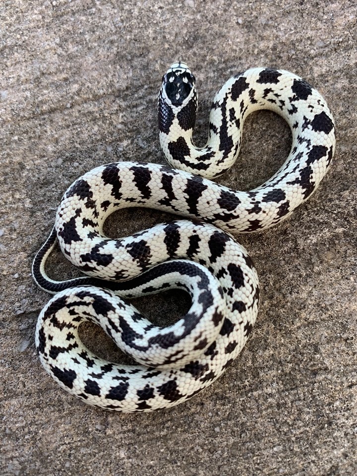 High White Cali Kingsnake California Kingsnake by Snakes at Sunset ...