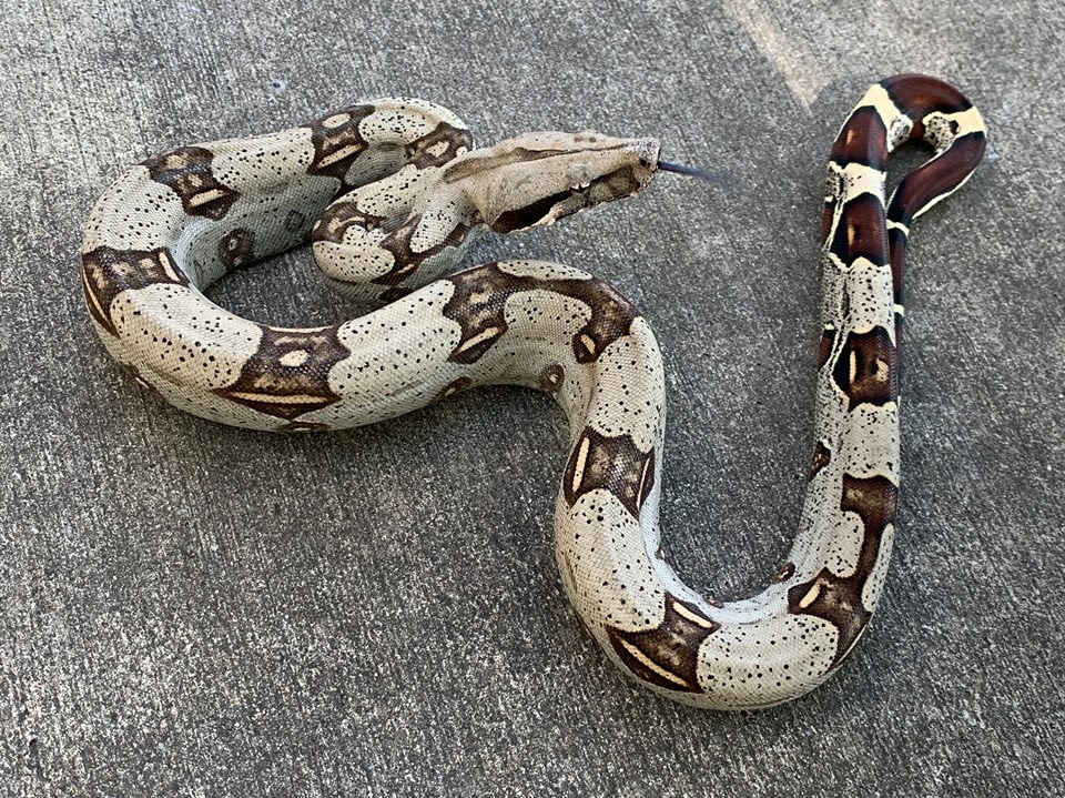 Peruvian Red Tail Boa Boa Constrictor by Snakes at Sunset - MorphMarket