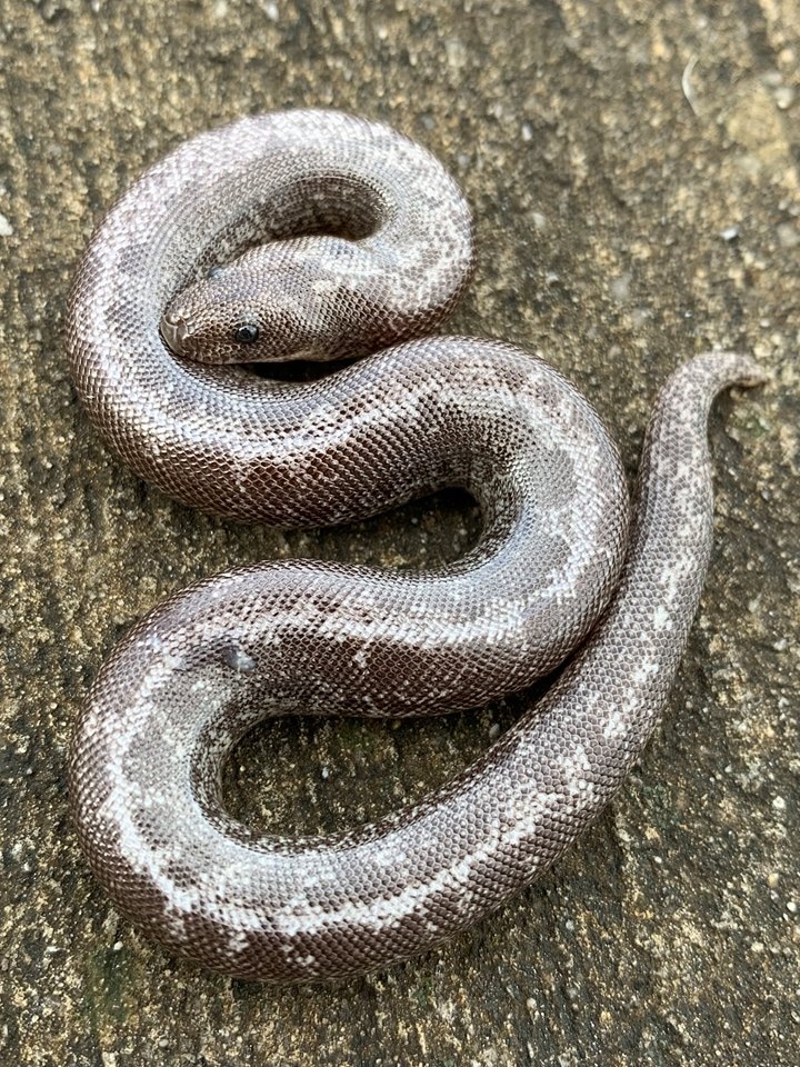Anery Stripe Kenyan Sand Boa by Snakes at Sunset - MorphMarket