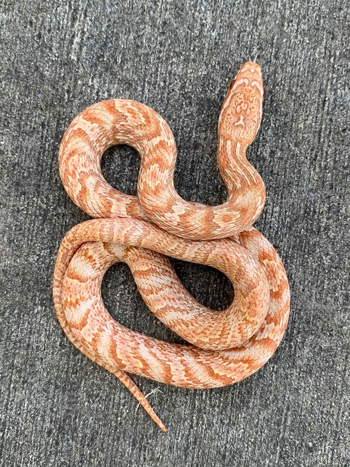 Amel Korean Other Rat Snake by Snakes at Sunset - MorphMarket