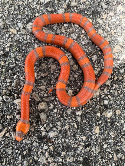 Extreme Hypo Honduran Milk Snake by Snakes at Sunset